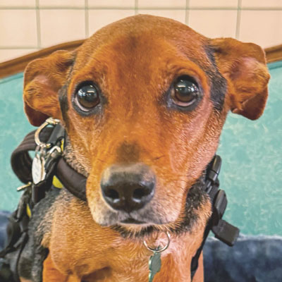 Available Mutts | Muttville