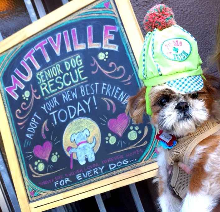 Wookie | Muttville