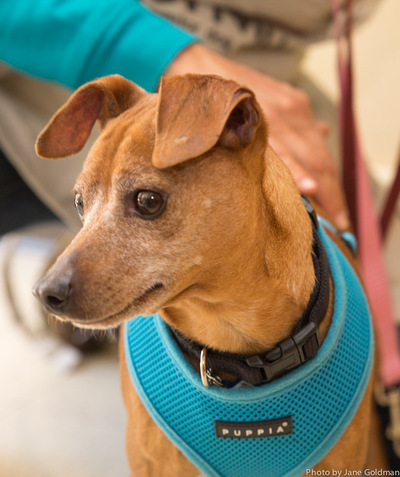 Lickity Split | Muttville