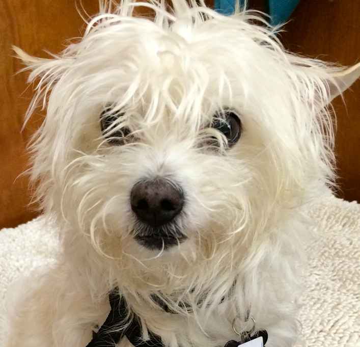 Thurston | Muttville