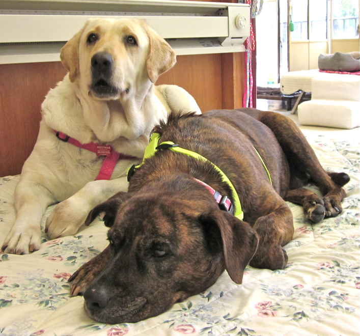 Bubblicious | Muttville