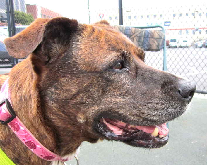 Bubblicious | Muttville