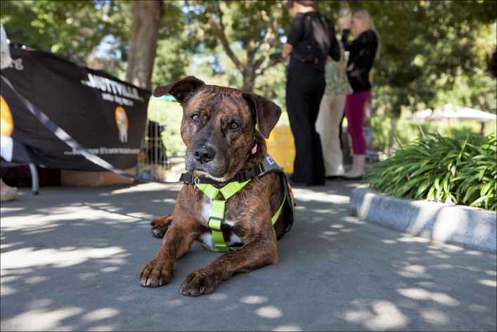 Bubblicious | Muttville