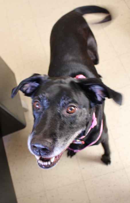 Martha Bean | Muttville