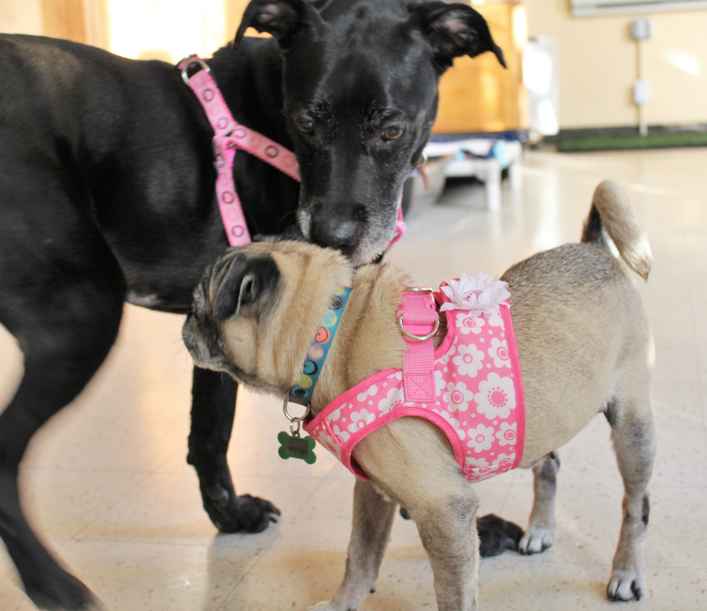 Martha Bean | Muttville