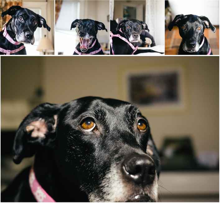 Martha Bean | Muttville