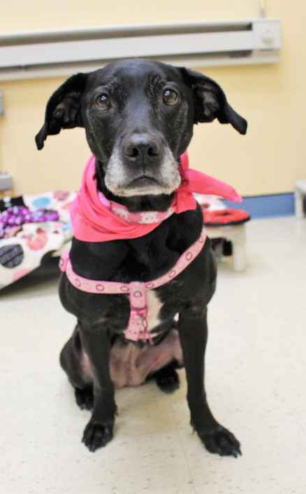 Martha Bean | Muttville