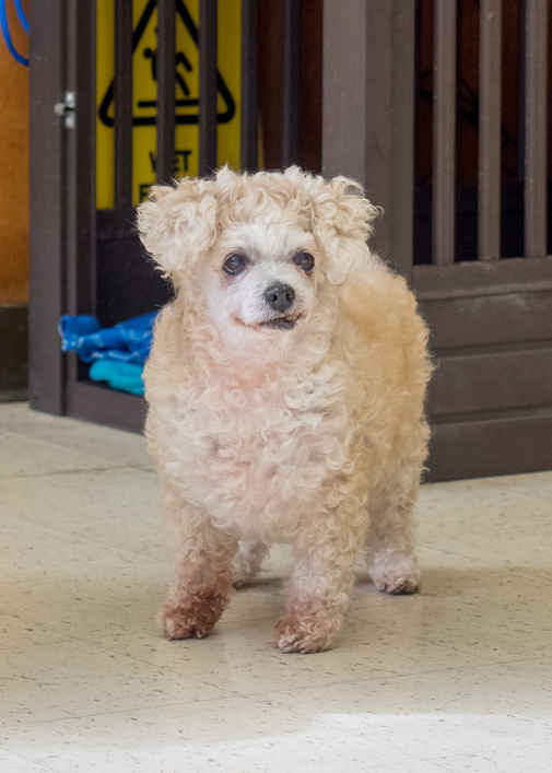 Taffy Twinkle | Muttville