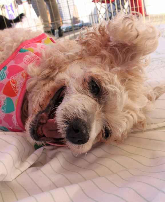 Taffy Twinkle | Muttville