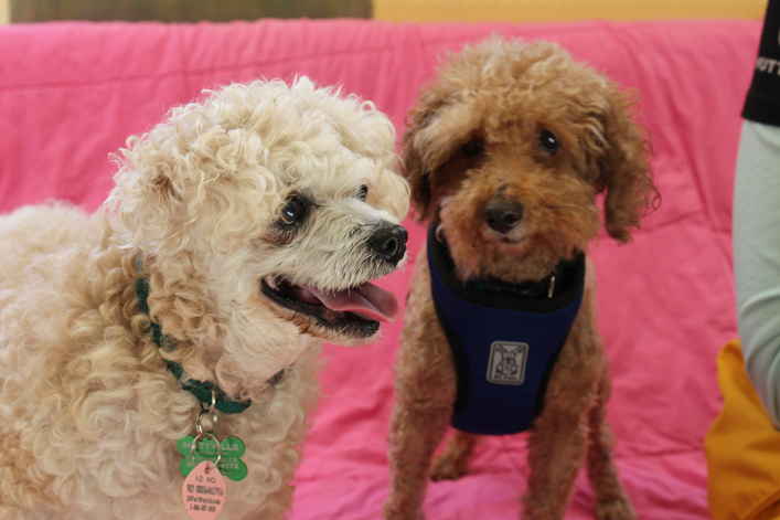 Taffy Twinkle | Muttville