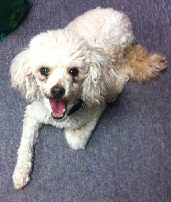 Pollywog | Muttville