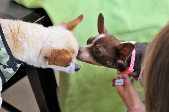 Coco Puff | Muttville