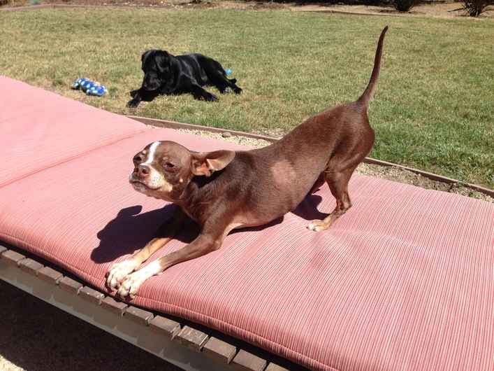 Coco Puff | Muttville