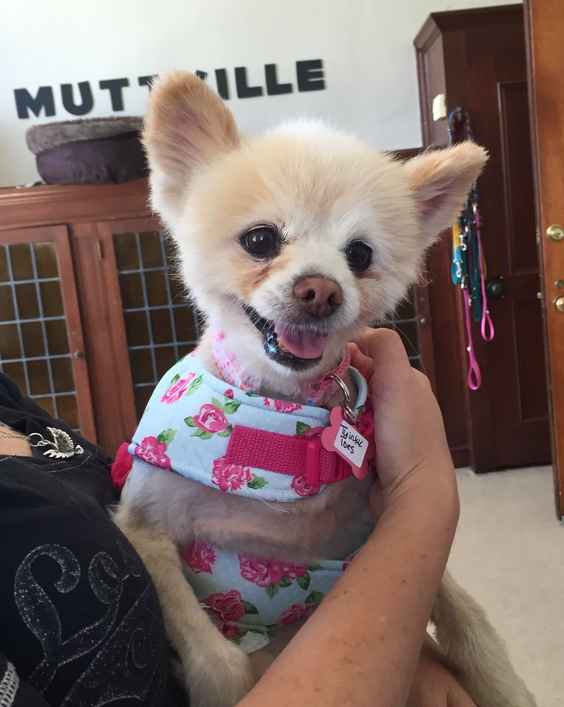 Twinkle Toes | Muttville