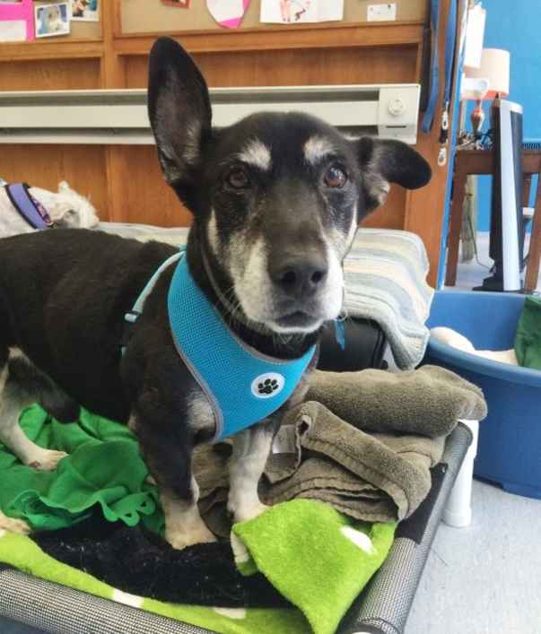 Thompson | Muttville