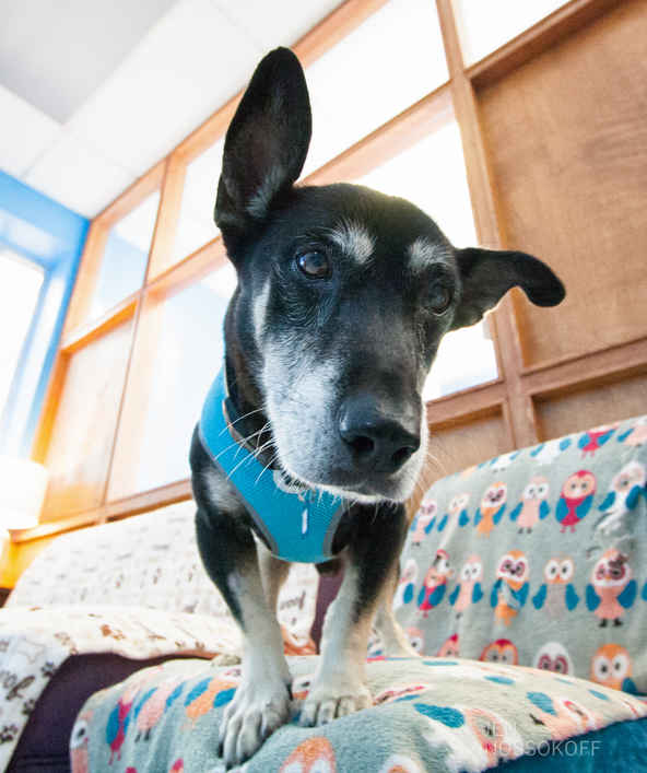 Thompson | Muttville