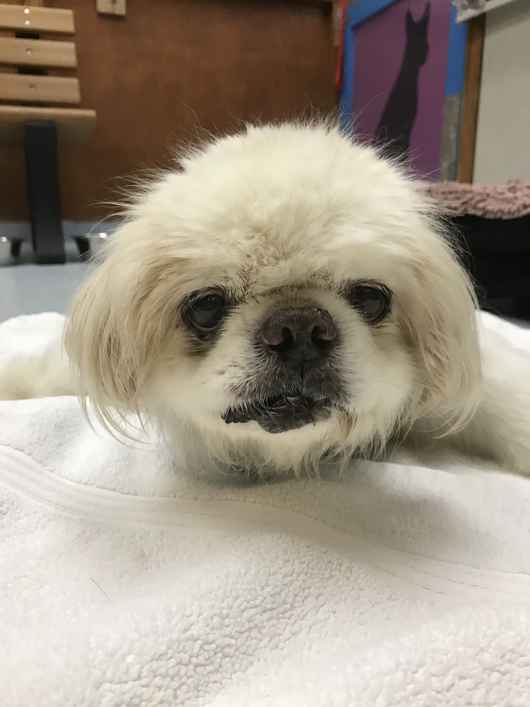 Papa Lolo | Muttville