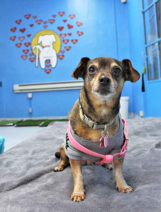 June Bug | Muttville