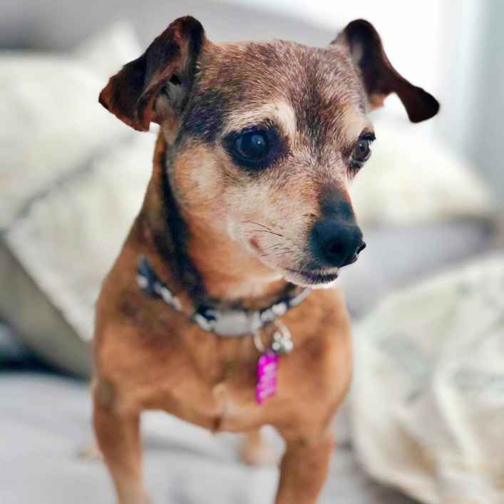 June Bug | Muttville