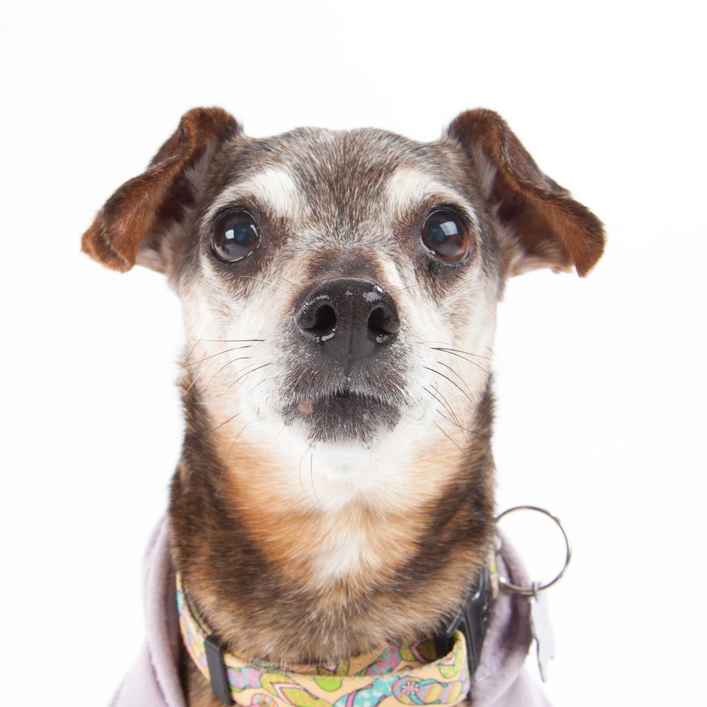 June Bug | Muttville