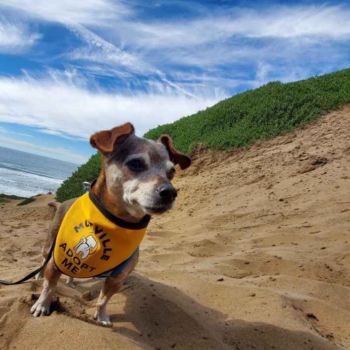 June Bug | Muttville