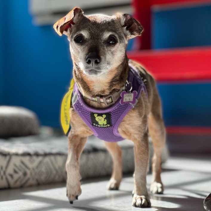 June Bug | Muttville