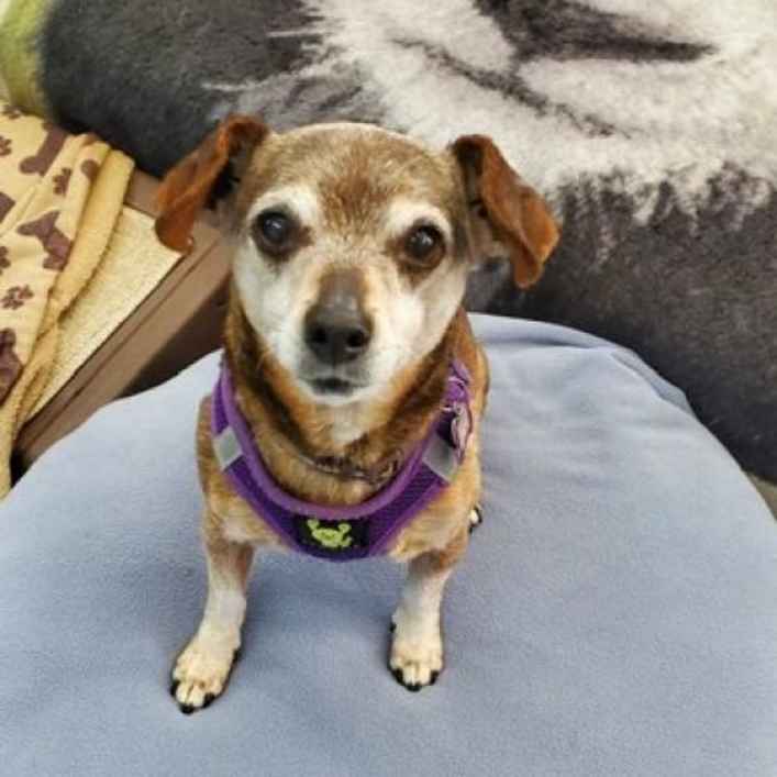 June Bug | Muttville