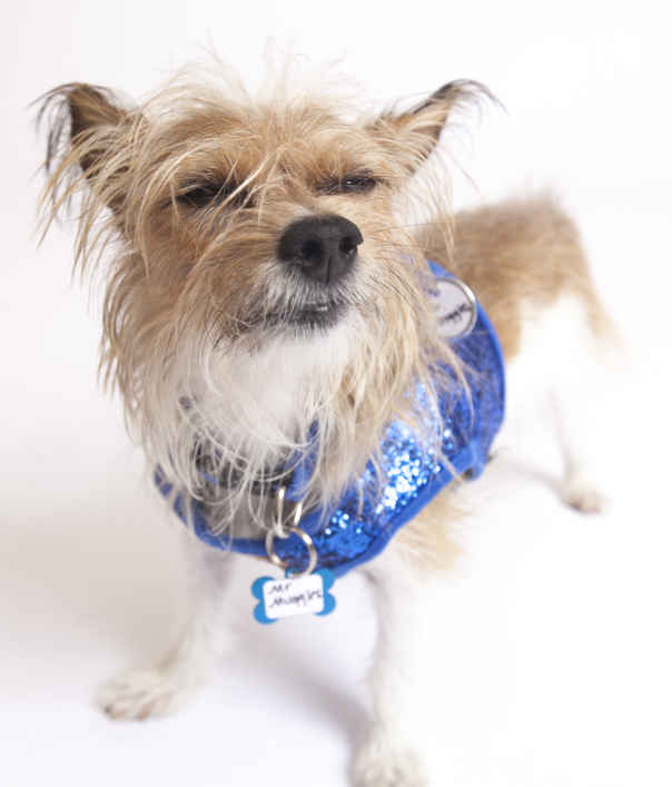 Mr. Muggles | Muttville