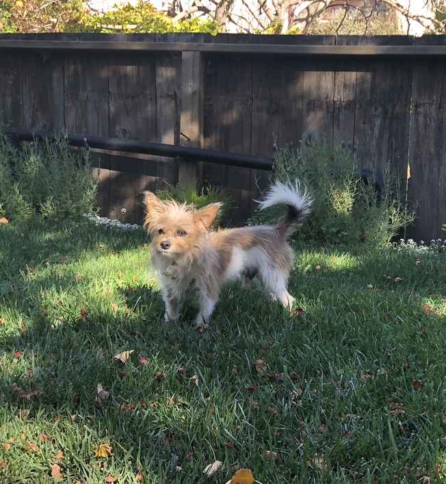 Mr. Muggles | Muttville