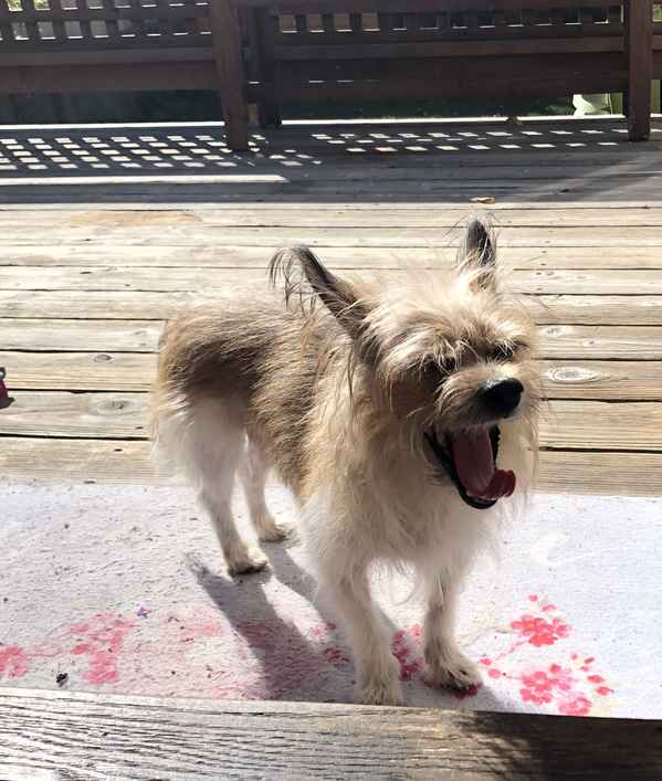 Mr. Muggles | Muttville