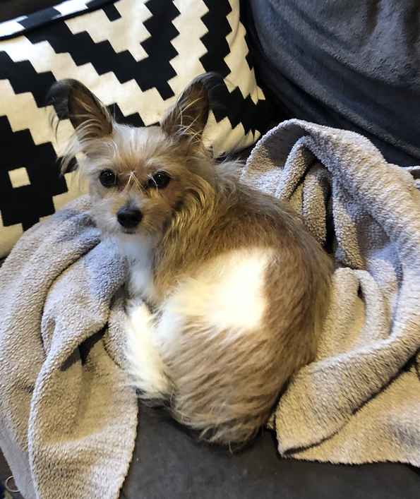 Mr. Muggles | Muttville