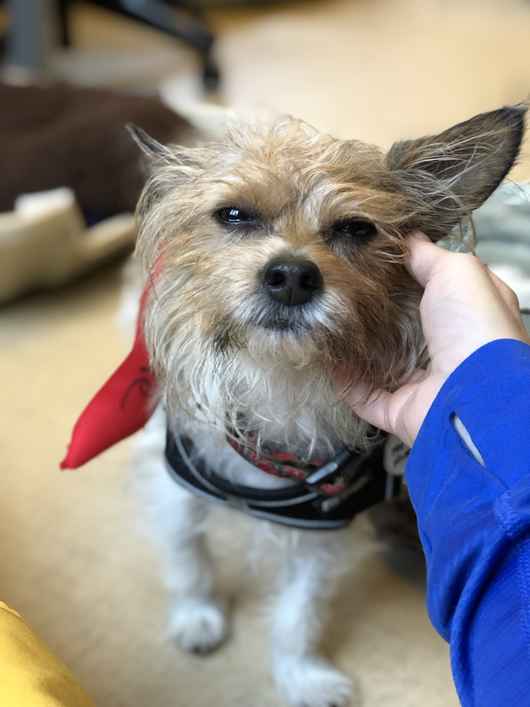 Mr. Muggles | Muttville