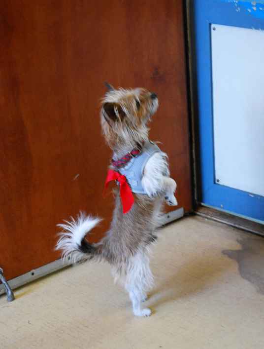 Mr. Muggles | Muttville