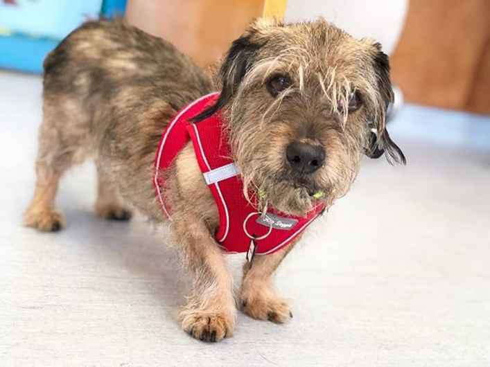 Canoodle | Muttville