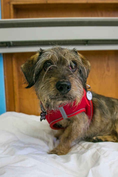 Canoodle | Muttville