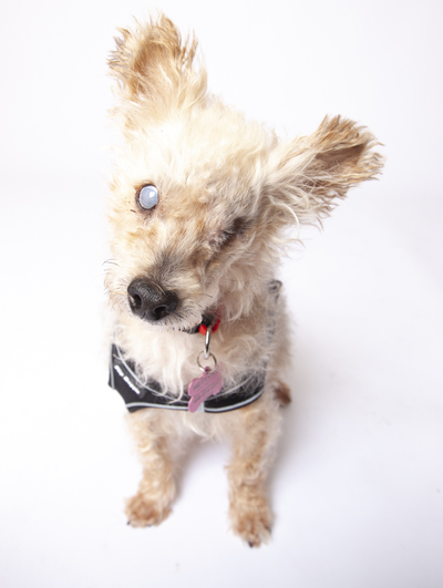 Fuzzi 6101 | Muttville