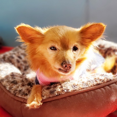 Miss Munchies | Muttville