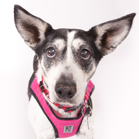 Available mutts | Muttville