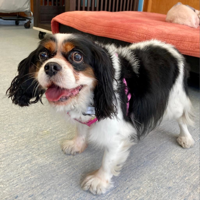 Cavalier King Charles Spaniel Papillon Mix
