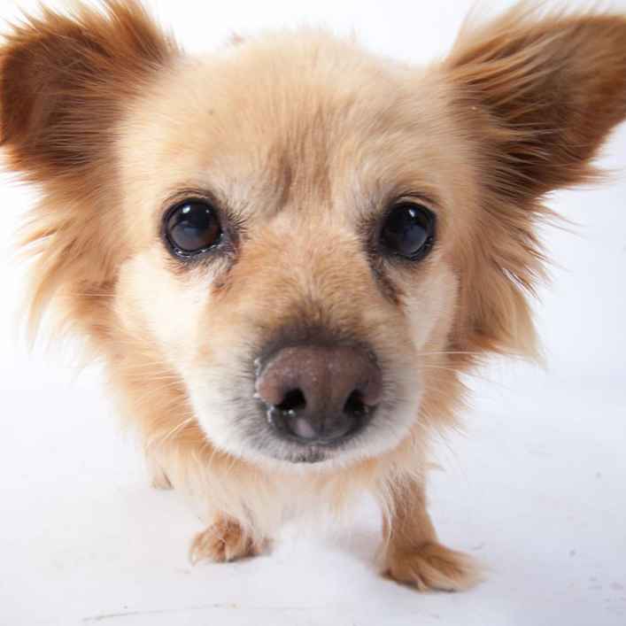 Fuzzbucket | Muttville