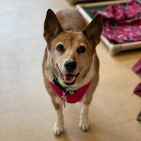 Available Mutts | Muttville