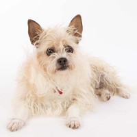 Available Mutts | Muttville