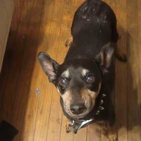 Available Mutts | Muttville