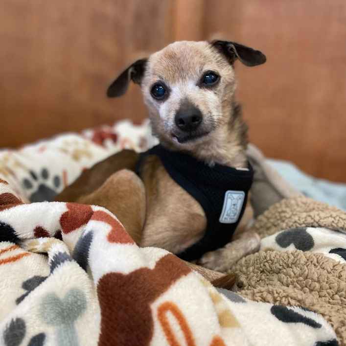 Denmark Tanny | Muttville