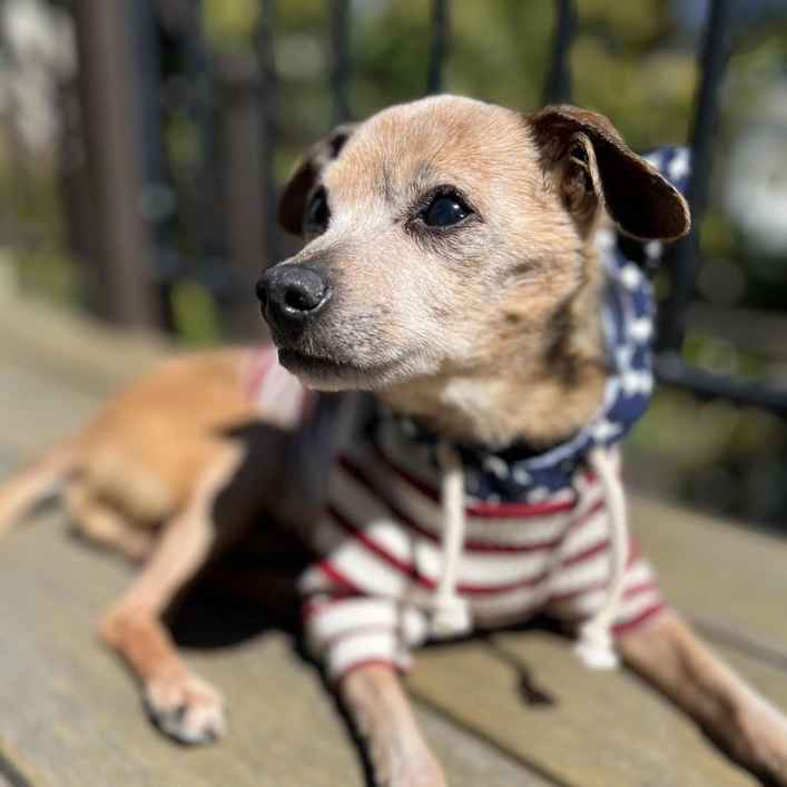 Denmark Tanny | Muttville