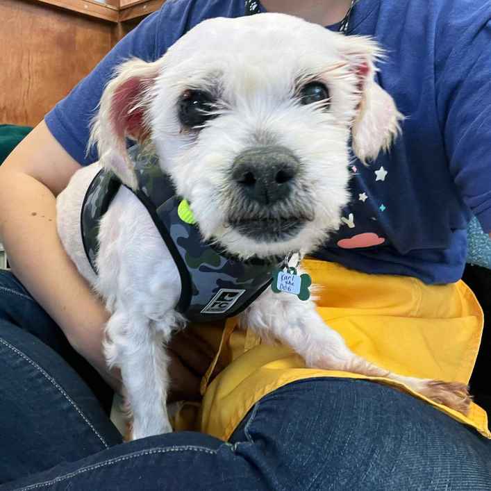 Karl the Dog | Muttville