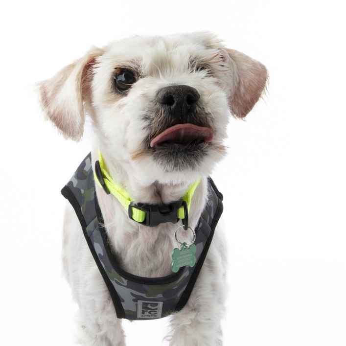 Karl the Dog | Muttville