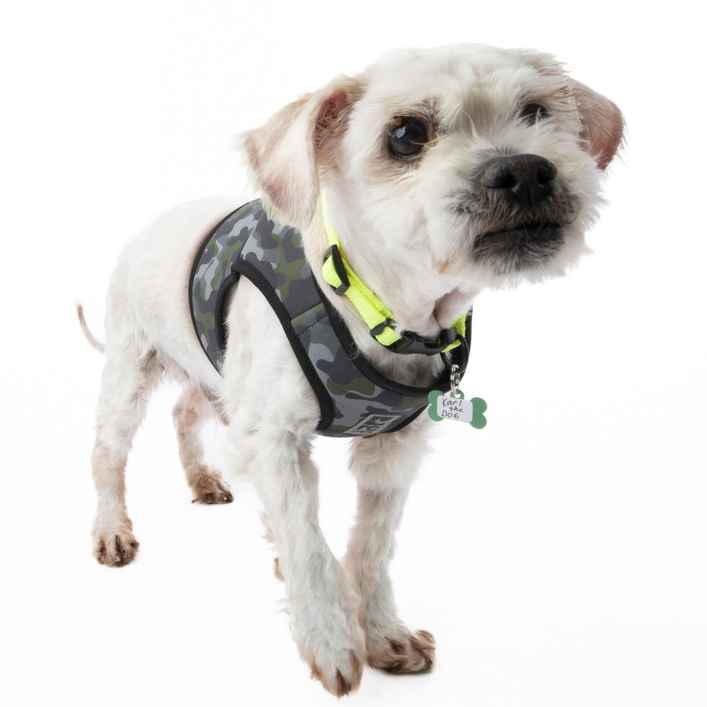 Karl the Dog | Muttville