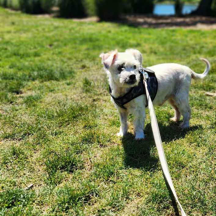 Karl the Dog | Muttville