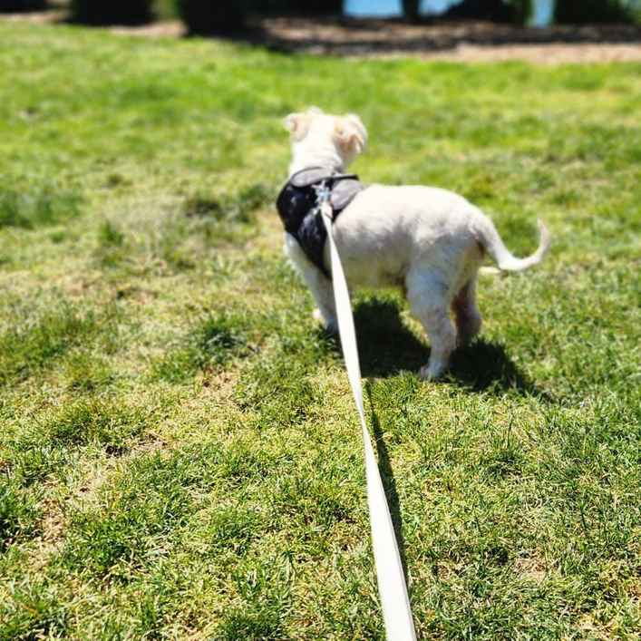 Karl the Dog | Muttville